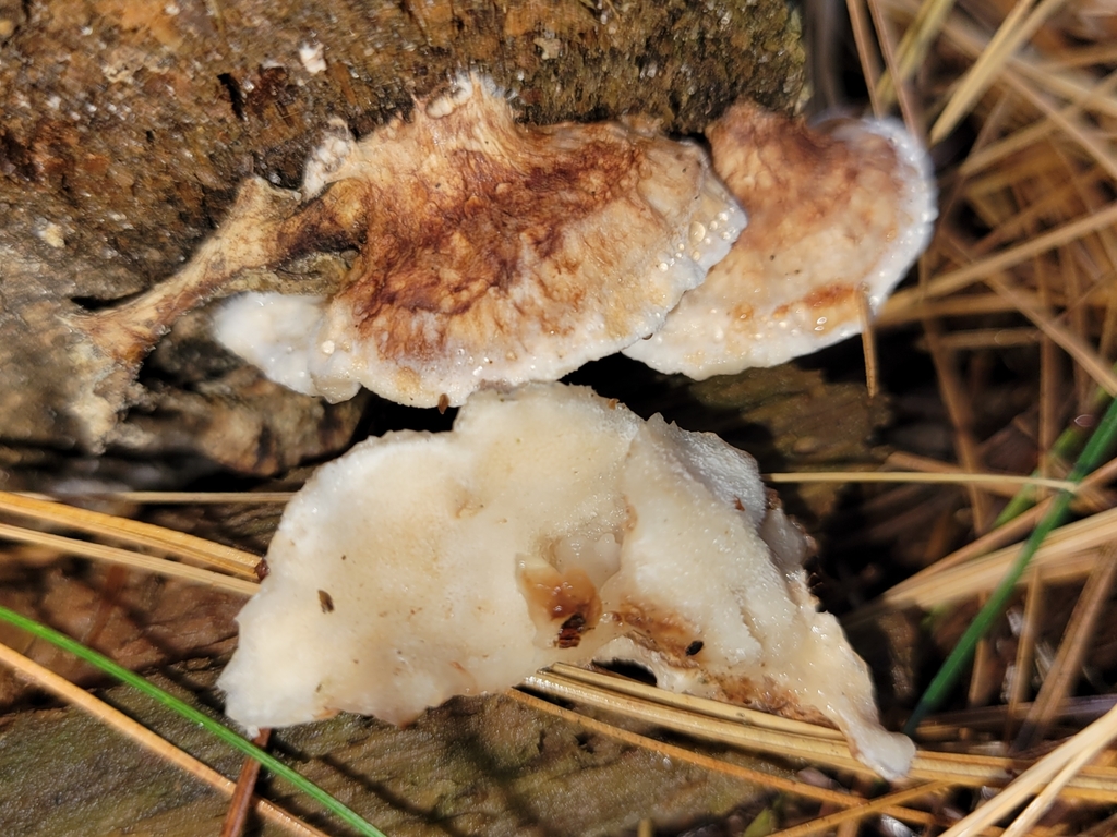 brown-staining cheese polypore from Marshall County, US-IN, US on ...