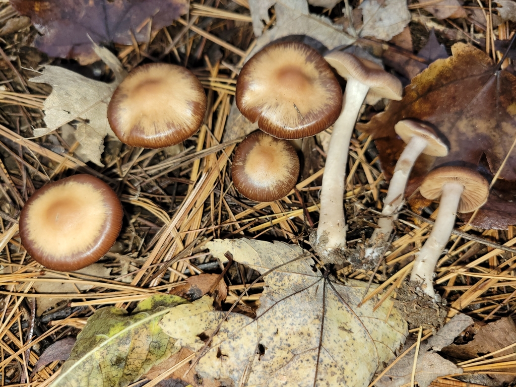 Webcaps from Marshall County, US-IN, US on October 23, 2021 at 12:44 PM ...