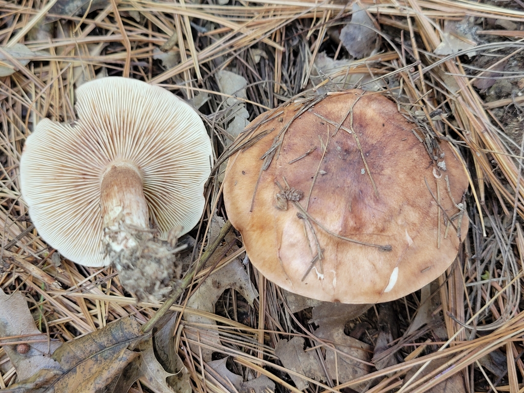 Tricholoma lutescentifolium from Marshall County, US-IN, US on October ...