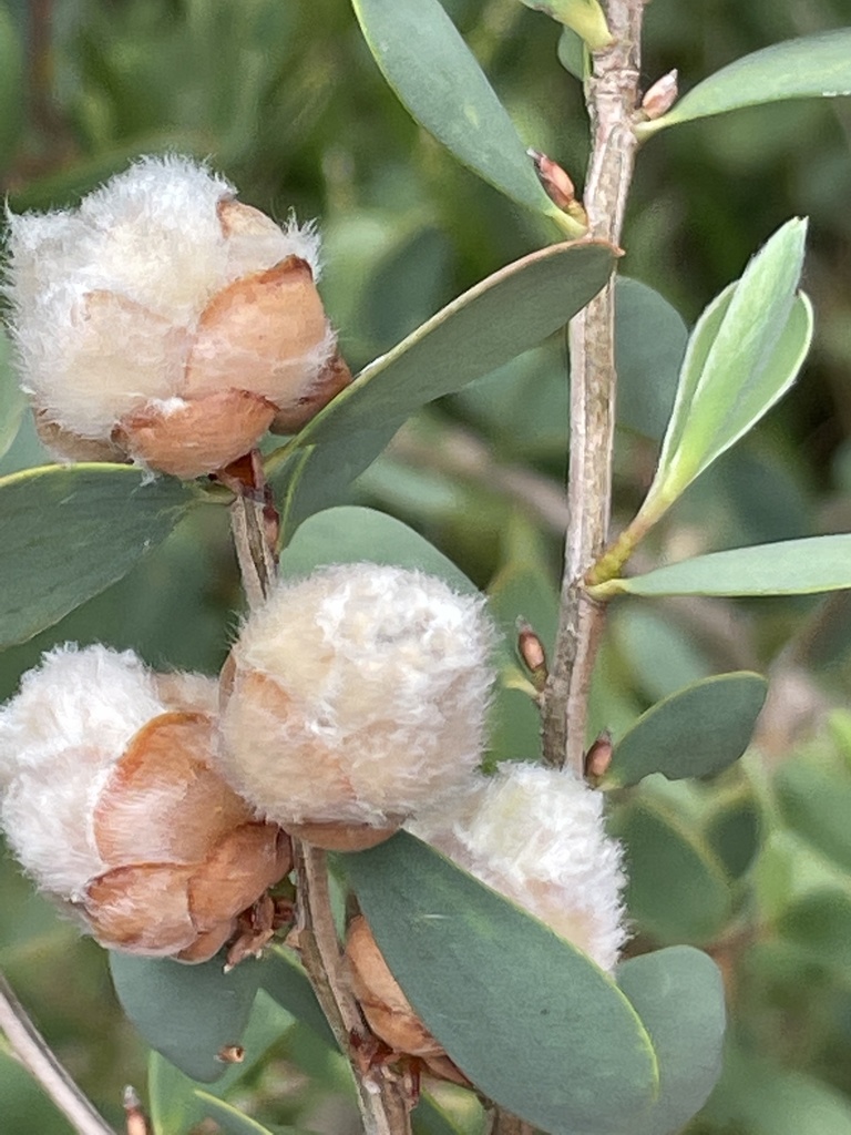 Australian Tea Tree from Maretimo Court, Frankston South, VIC, AU on ...