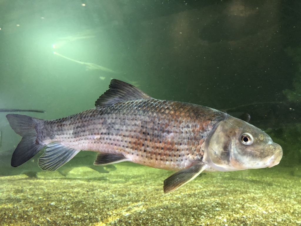 Spotted Sucker (Freshwater fish of Mississippi) · iNaturalist