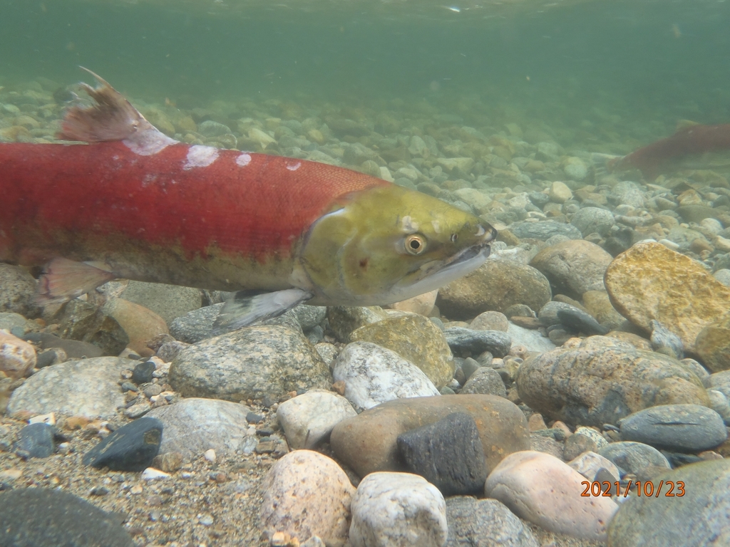 Sockeye Salmon from Lee Creek, BC V0E 1M4, Canada on October 23, 2021 ...
