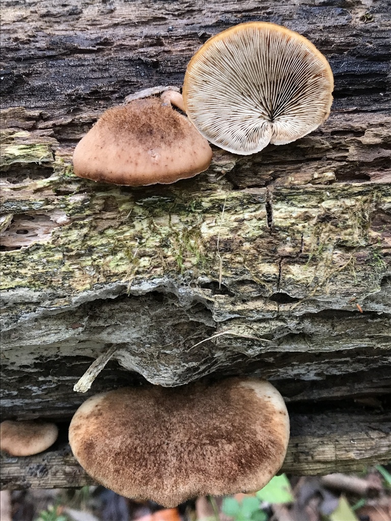 bear lentinus from Nineveh, Nashville, IN, US on October 23, 2021 at 12 ...