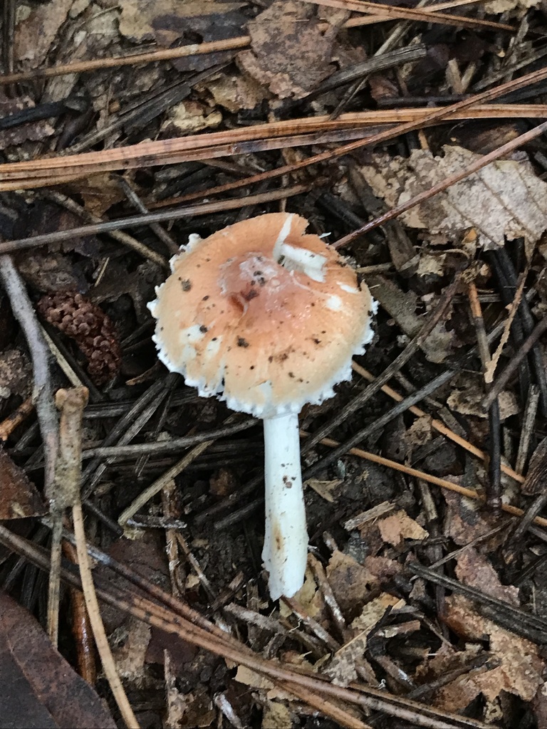 ruby dapperling from Rick Ridge Rd, Nashville, IN, US on October 23 ...