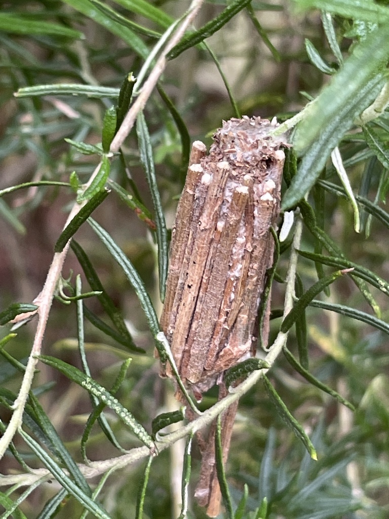 Case Moths from Frankston South, VIC, AU on October 24, 2021 at 01:12 ...