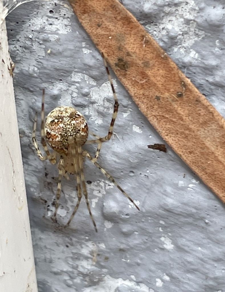 White porch spider from Frankston South, VIC, AU on October 24, 2021 at ...