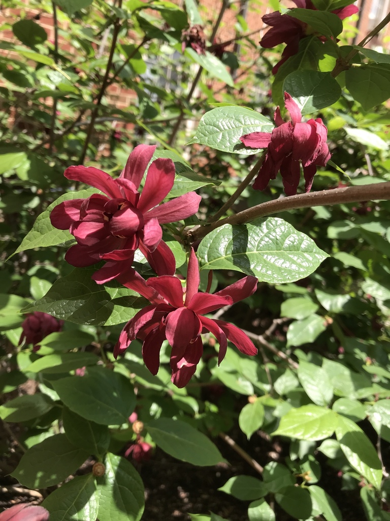 Carolina Sweetshrub (Murfreesboro Indigenous Plant Project (MIPP) Guide ...