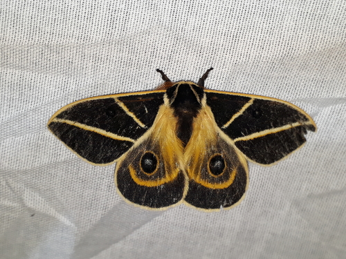 Automeris lauroia · iNaturalist