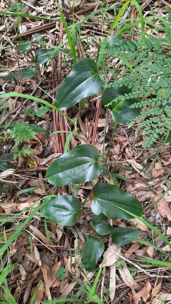 Austral Sarsaparilla from Bellbird Park QLD 4300, Australia on October 24, 2021 at 02:45 PM by ...