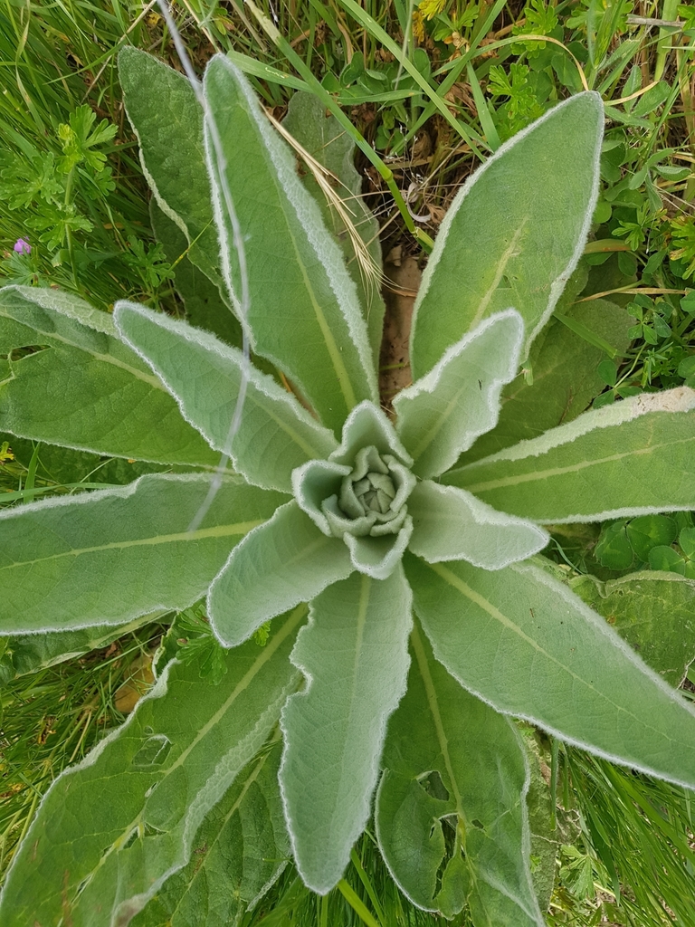 great mullein from Tuggeranong DC ACT 2901, Australia on October 24 ...