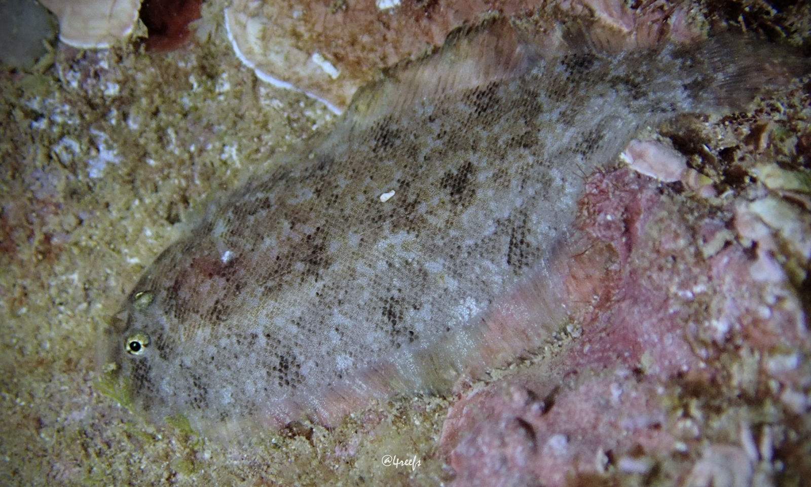 Aseraggodes Kaup, 1858