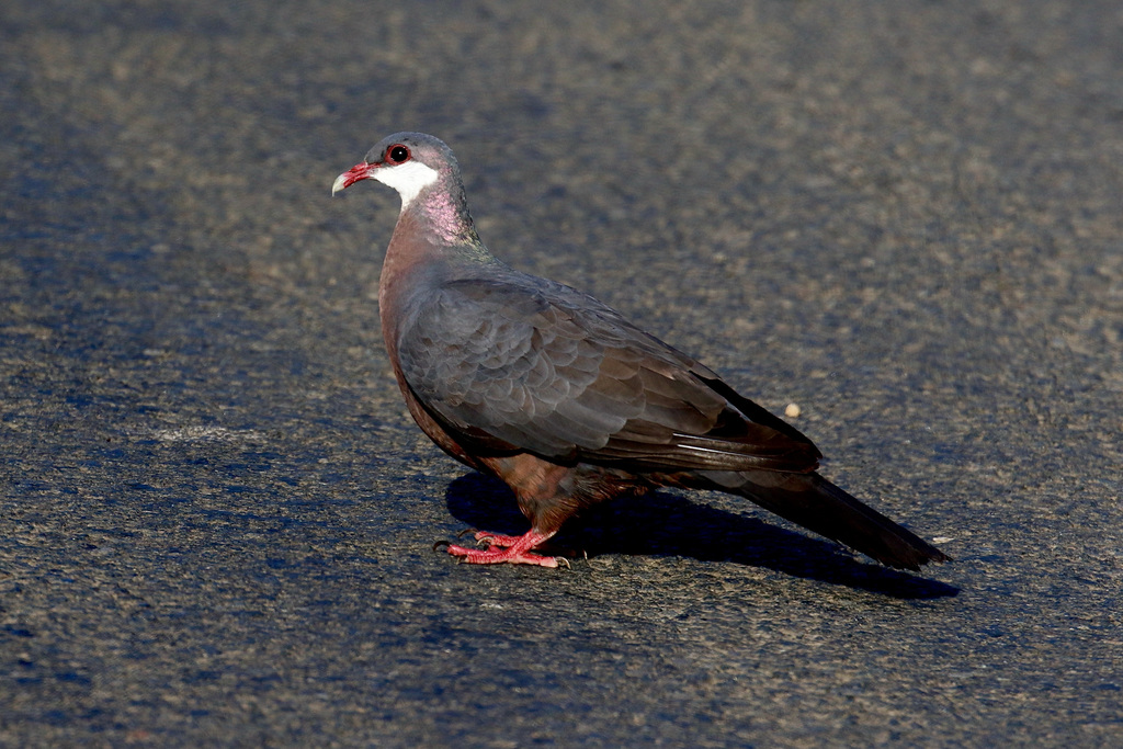 Metallic Pigeon (Mt. Pulag Biodiversity) · iNaturalist