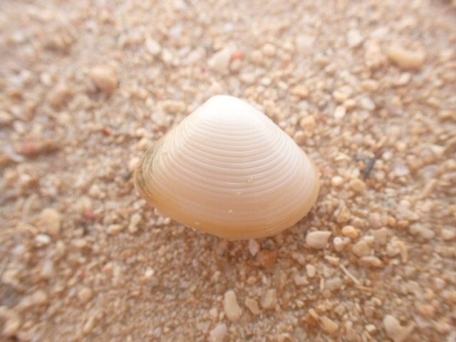 Atactodea striata (Gmelin, 1791)