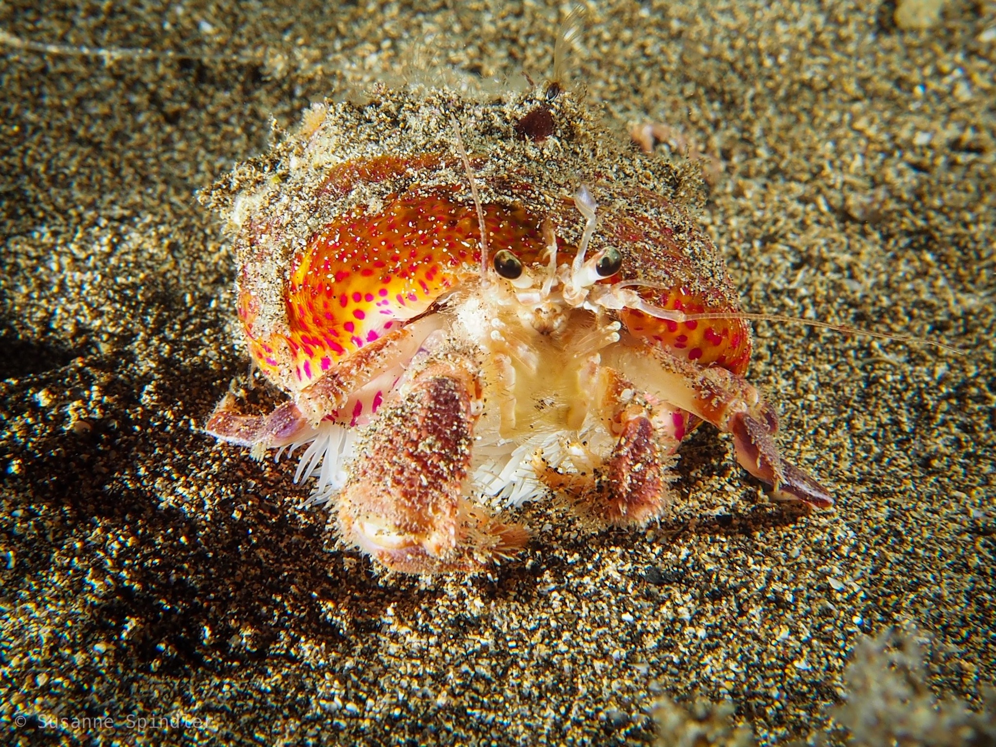 Adamsia palliata (Fabricius, 1779)