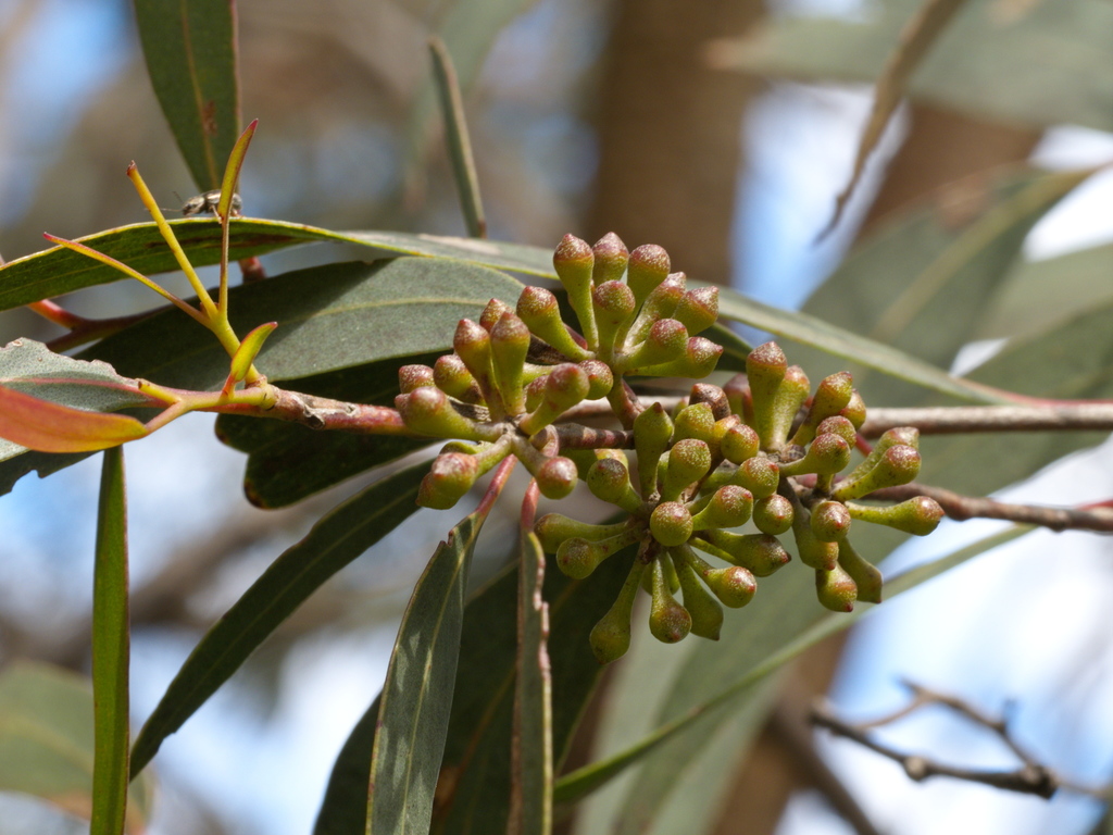 eucalyptus from Gherang VIC 3240, Australia on October 22, 2021 at 10: ...