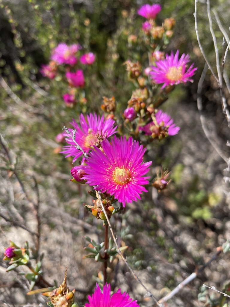 (Lampranthus stenopetalus) - Botanical Realm
