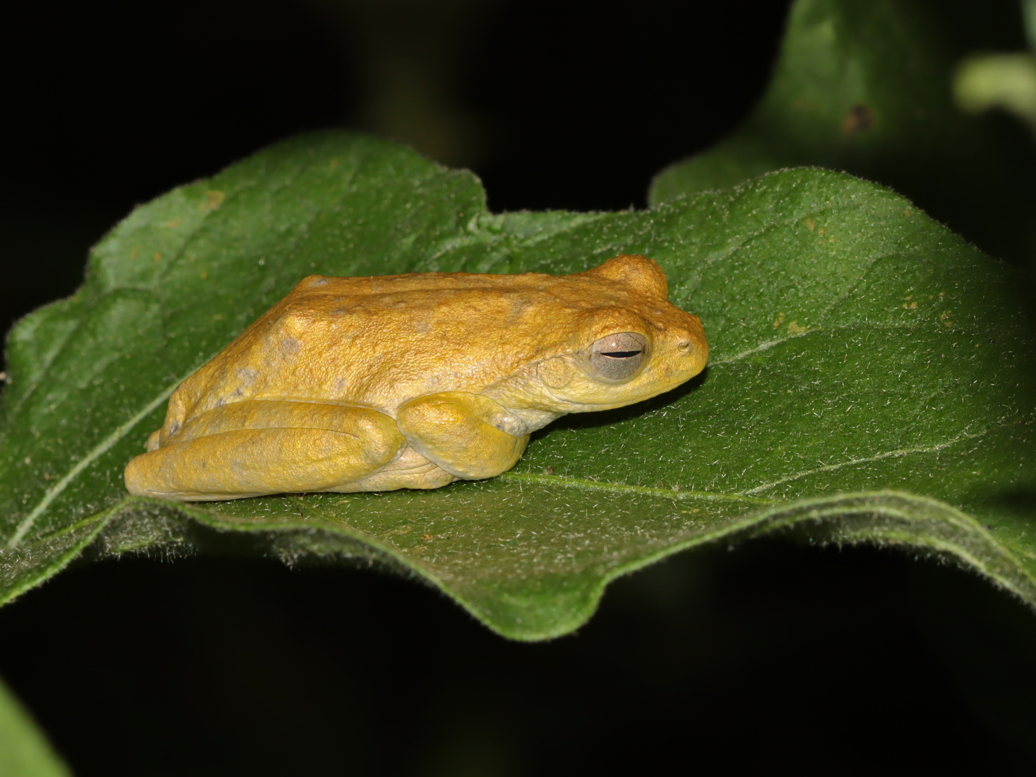 Chiromantis nongkhorensis (Cochran, 1927)