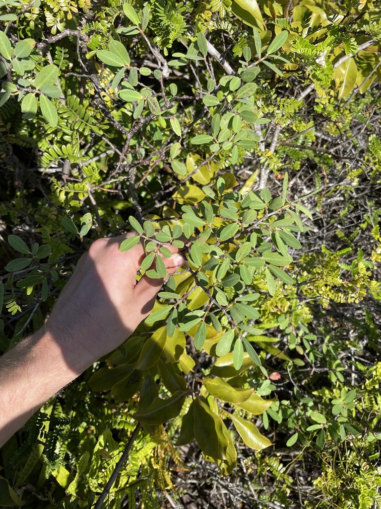 (Euphorbia celastroides amplectens) - Botanical Realm