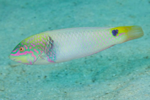 Manus Check List · iNaturalist Canada