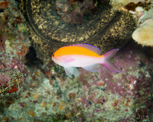 Yellowback Basslet (Nemanthias bicolor) - Marine Life Identification