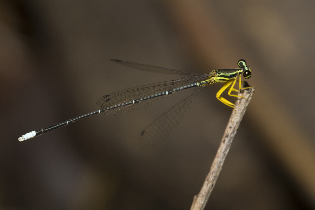 Yellow featherlegs (Kanha National Park - Invertebrates) · iNaturalist