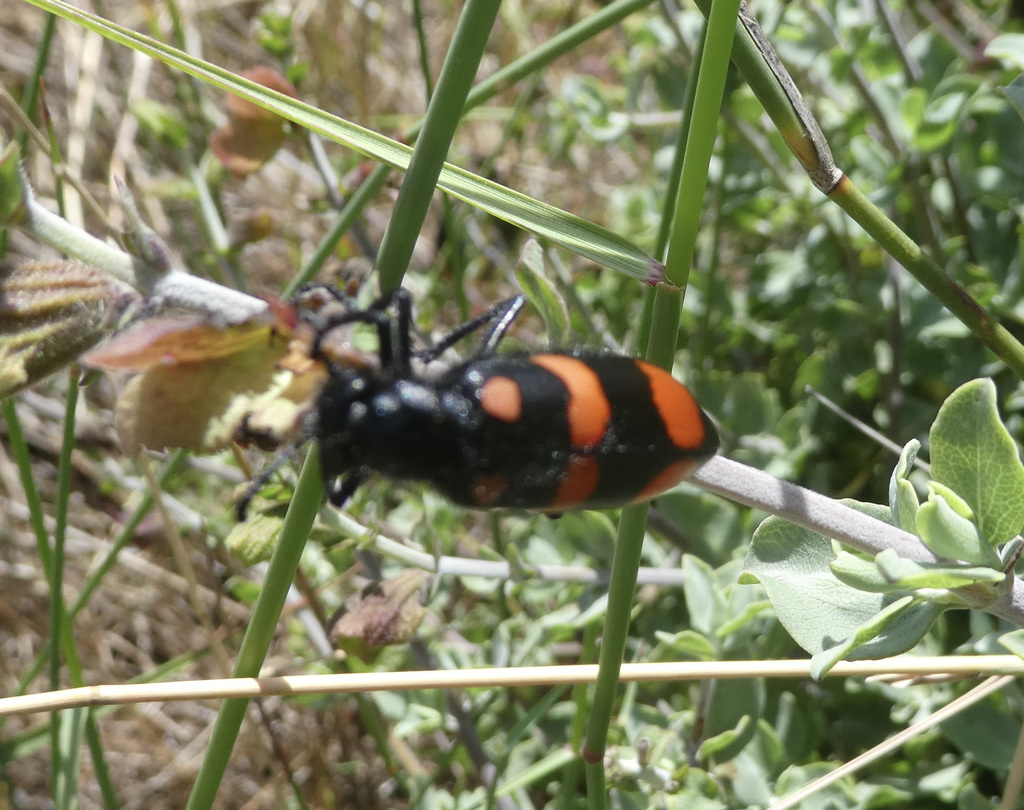 Hycleus from Blaauwberg Nature Reserve on October 23, 2021 at 11:51 AM ...