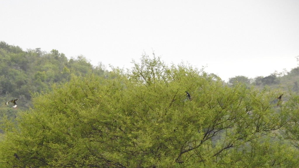 Pied Cuckoo from Kotekere, Karnataka, India on October 23, 2021 at 07: ...