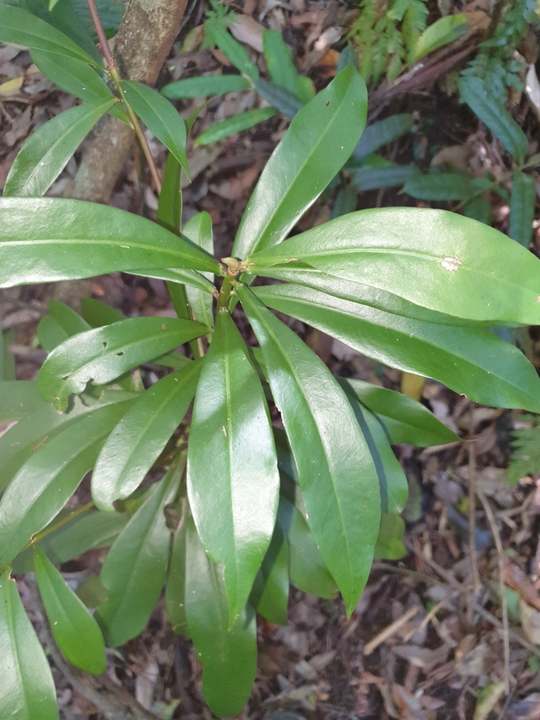 Brush Pepperbush from Karangi NSW 2450, Australia on October 24, 2021 ...