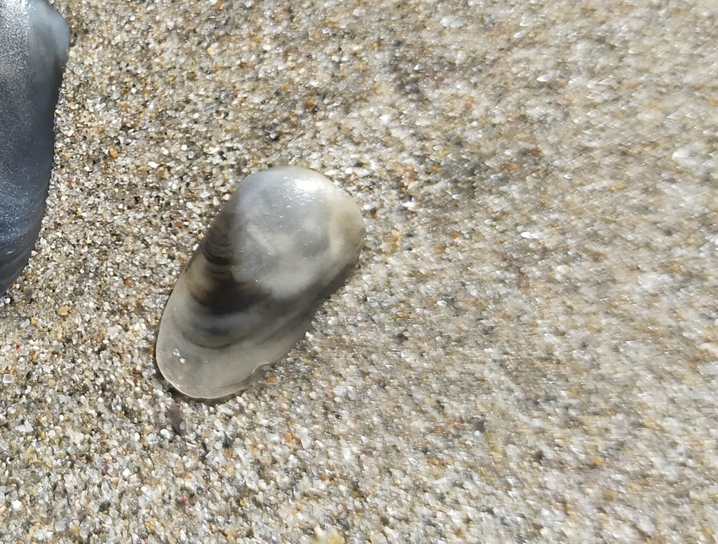 Elongate Wedge Shell From The Freshwater Nsw 2469 Australia On October 24 2021 At 0351 Pm By