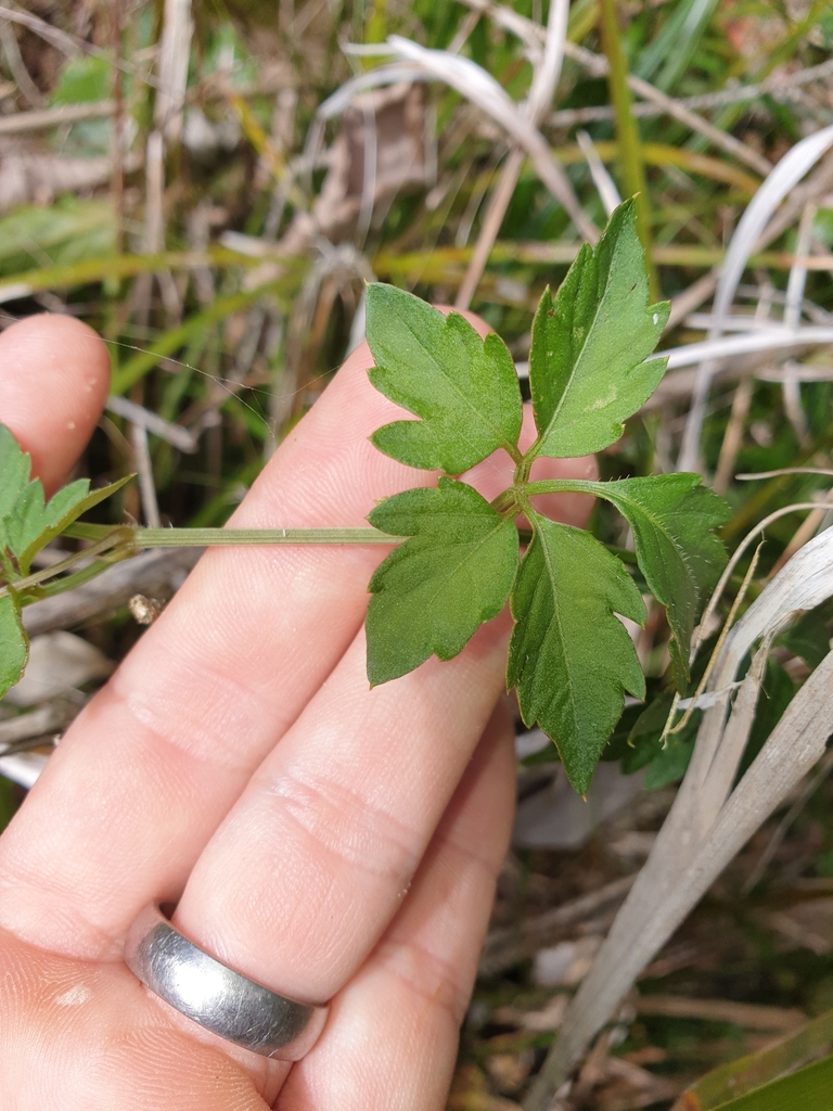 Slender Grape from Coffs Harbour - Pt B, AU-NS, AU on October 24, 2021 ...