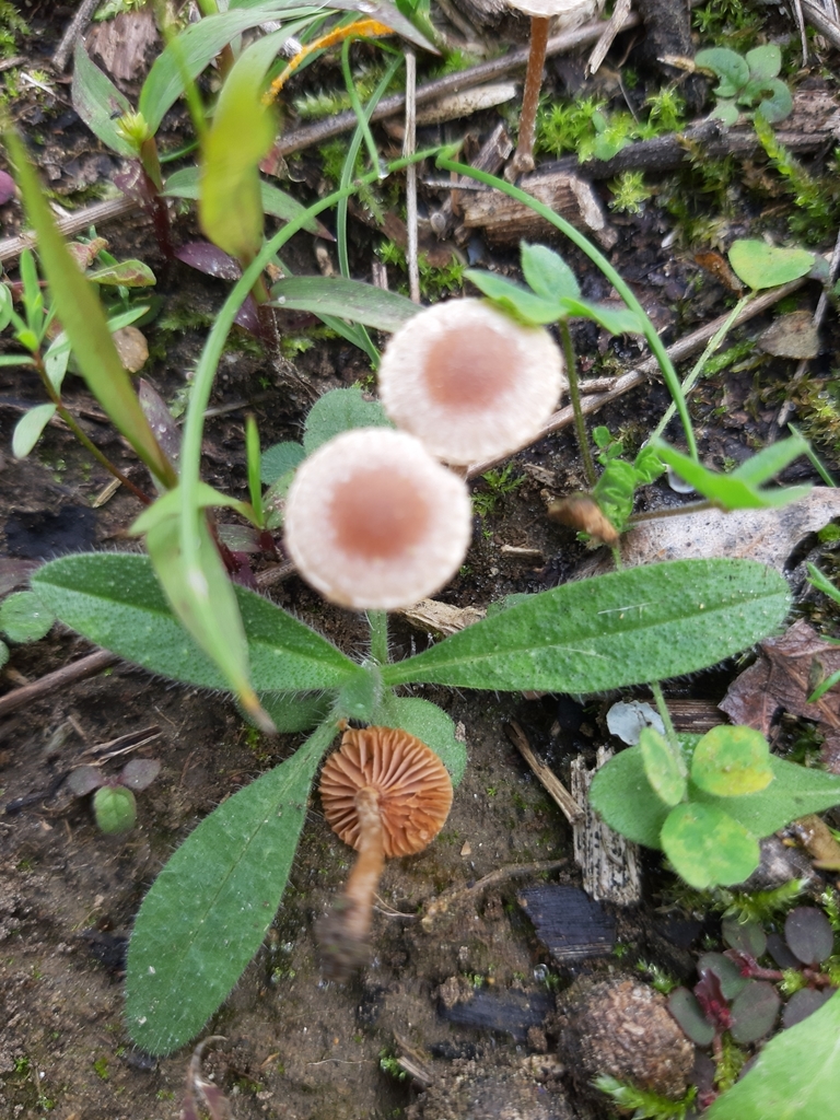 felted twiglet from 25030 Roccafranca BS, Italia on October 24, 2021 at ...