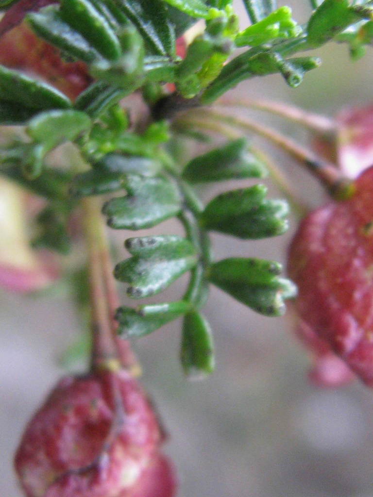 Dodonaea boroniifolia from Ben Bullen NSW 2790, Australia on October 24 ...