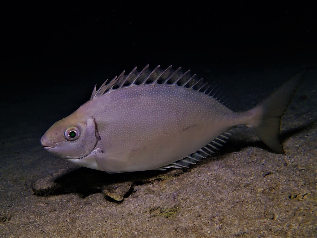 Black Rabbitfish (Fish of Randwick Council costal area: Coogee Beach ...