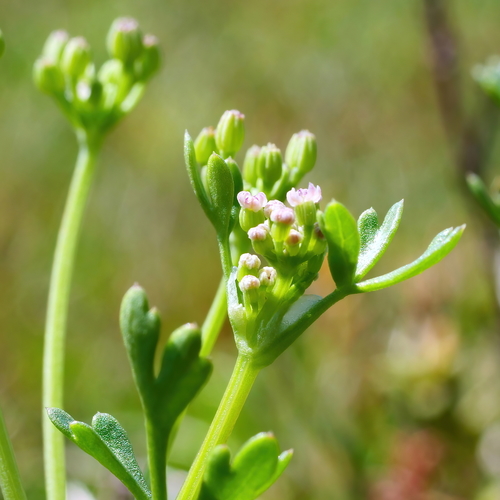 Apium annuum · iNaturalist Mexico