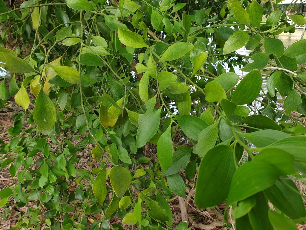 Broad Leaved Native Cherry from Dundowran Beach QLD 4655, Australia on ...