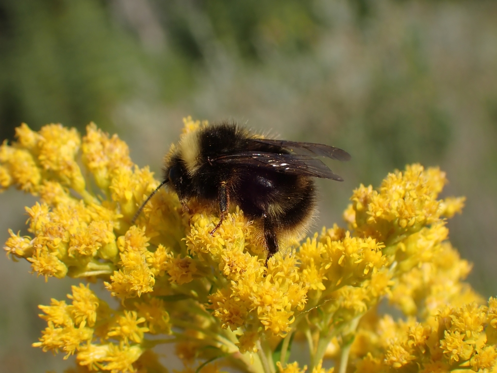 McKay's Western Bumble Bee from Stikine Region, BC, Canada on August 7 ...