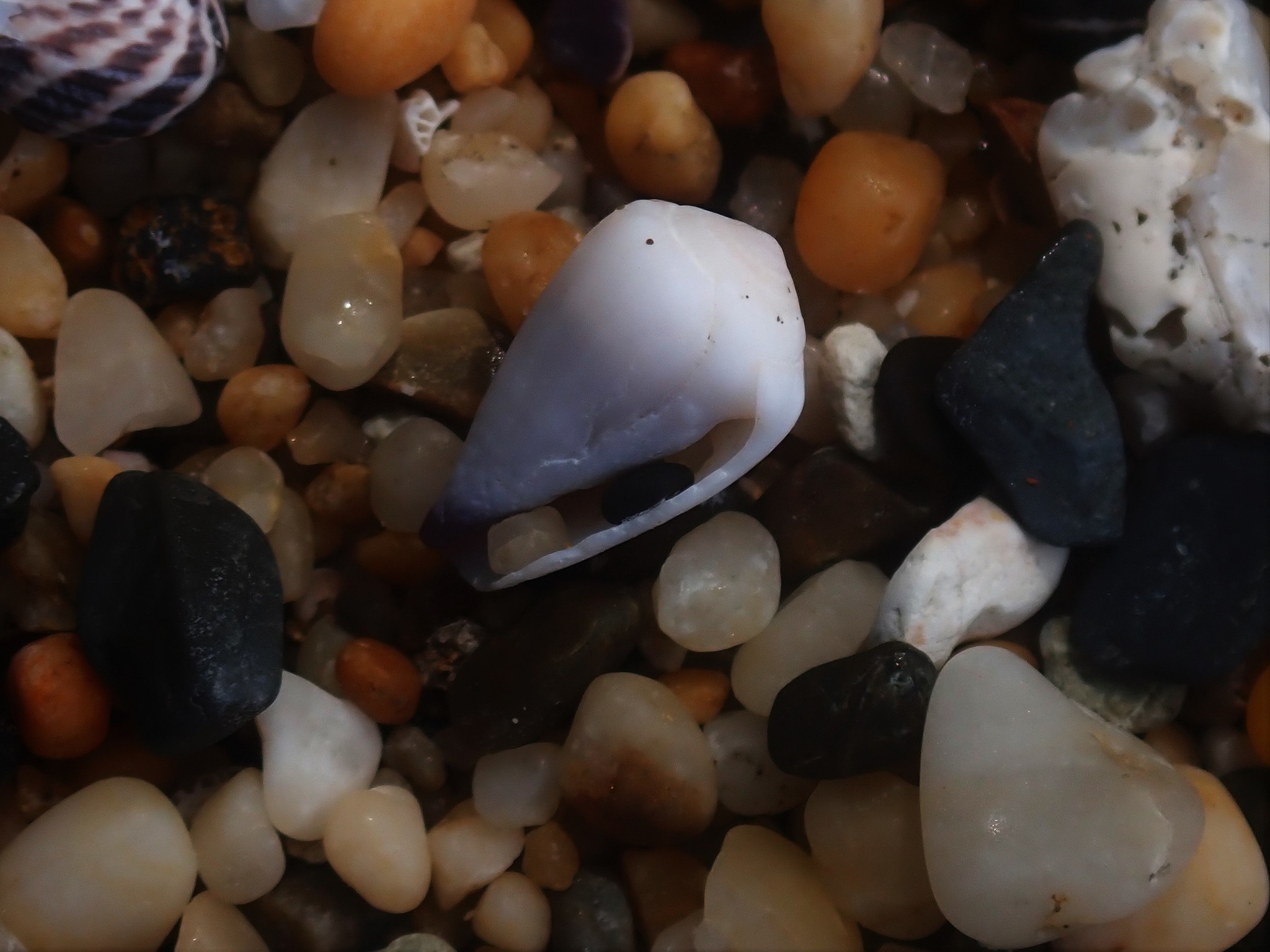 Conus nanus G.B.Sowerby I, 1833