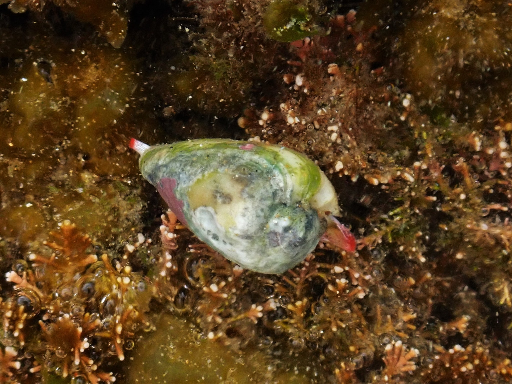 Conus nanus G.B.Sowerby I, 1833