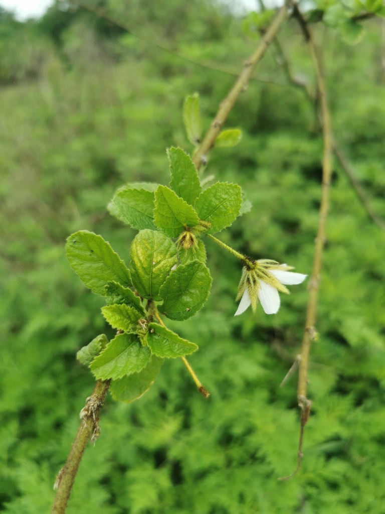 (Hibiscus fuscus) - Botanical Realm