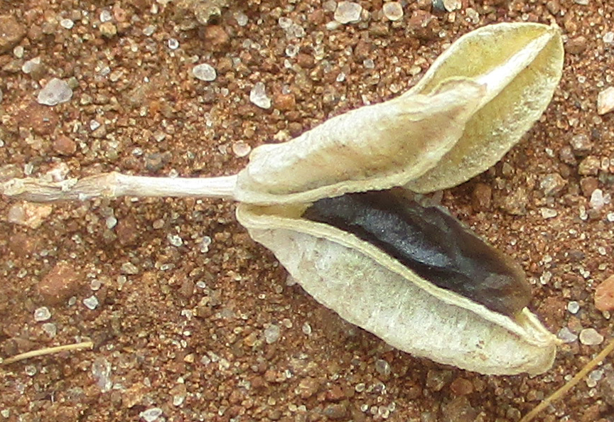 Largecapsule Poison Squills (Macrocentrae) - Botanical Realm