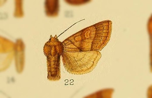 Xanthia approximata · iNaturalist