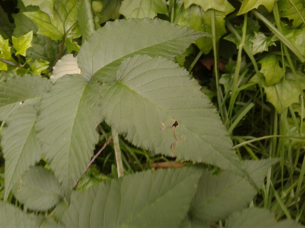 Andean Raspberry (Rubus glaucus) - Botanical Realm