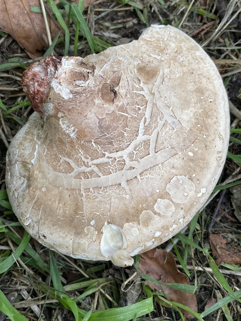 birch polypore from Coleridge Recreation Ground, Cambridge, England, GB ...