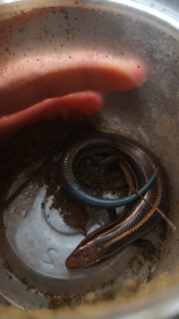 Shanghai Elegant Skink from Chongqing, Chongqing, CN on October 24 ...