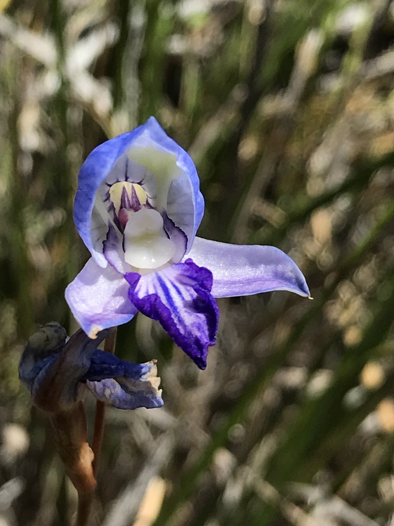 Early Blue Disa from Overberg District Municipality, South Africa on ...