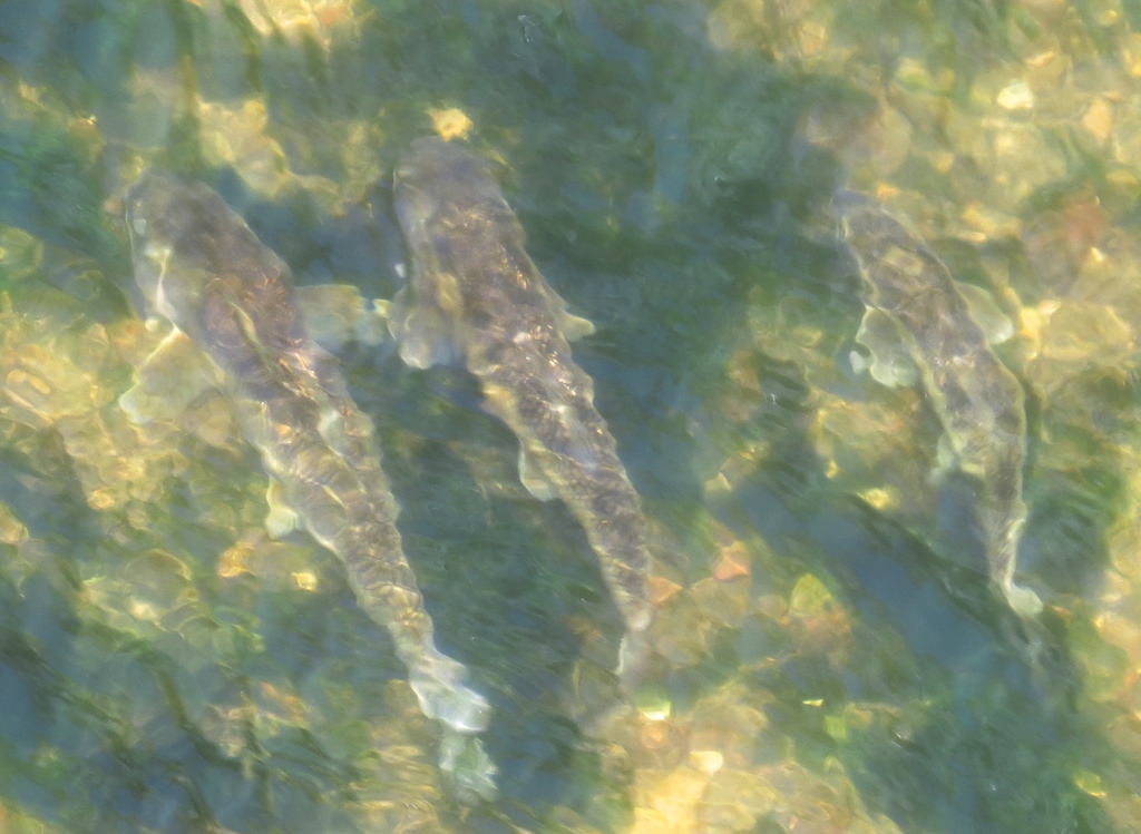 Common Suckers (Catostomus) - Marine Life Identification