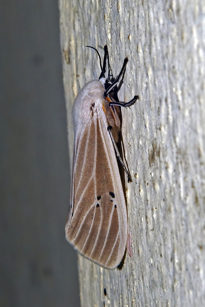 Clouded Tiger Moth from Makunda Christian Hospital, Karimganj District ...