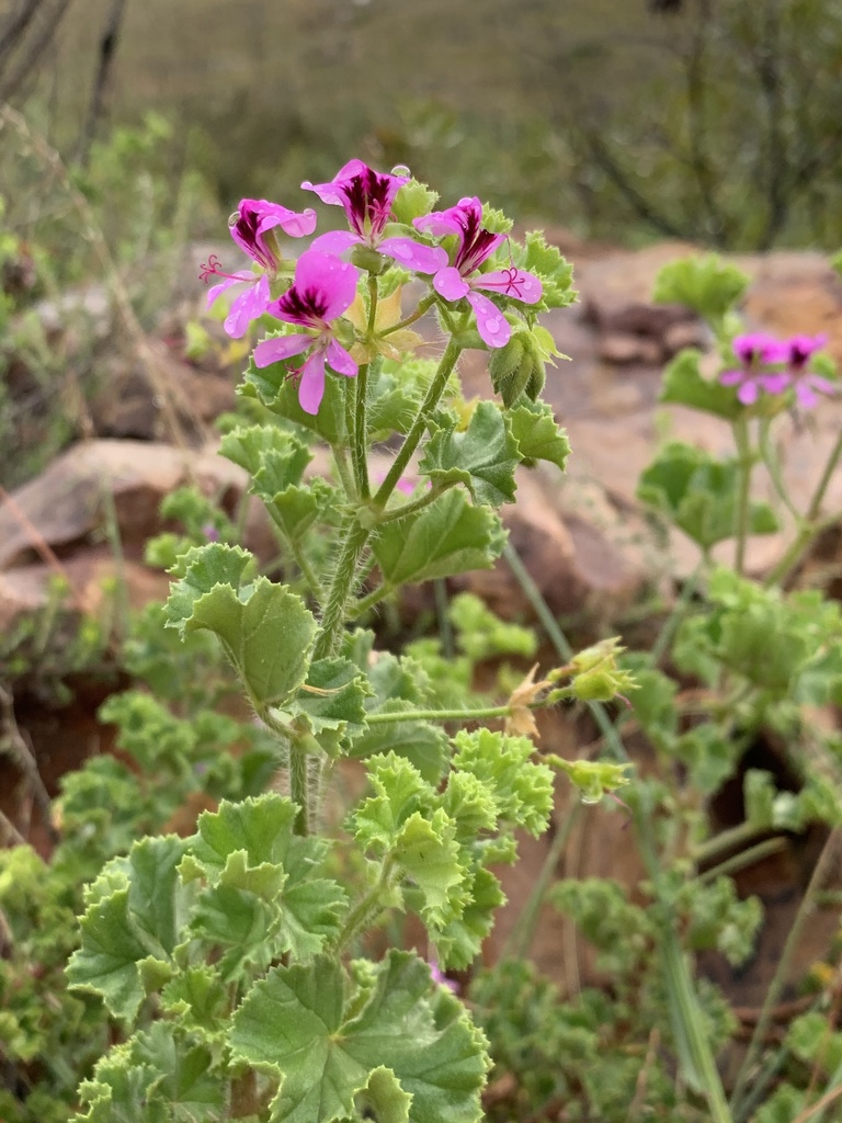 Rose-camphor Storksbill from WC, ZA on October 23, 2021 at 10:10 AM by ...