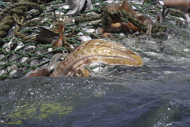 Kingklip (Genypterus capensis) - Marine Life Identification