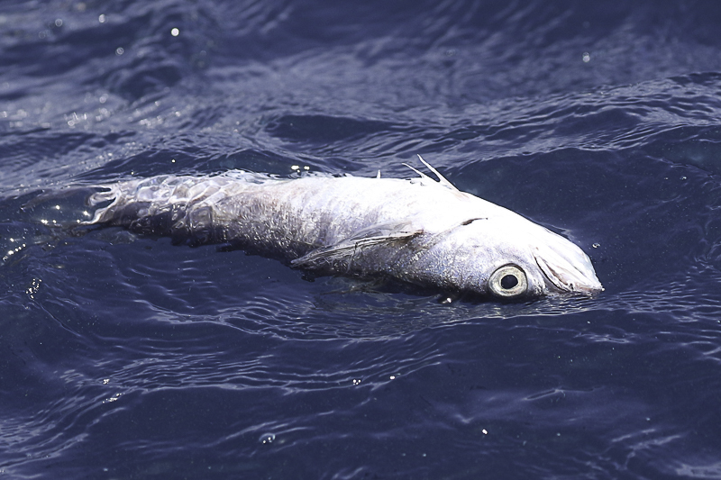 Deep-water Cape Hake on October 24, 2021 at 06:11 PM by cliffdorse ...